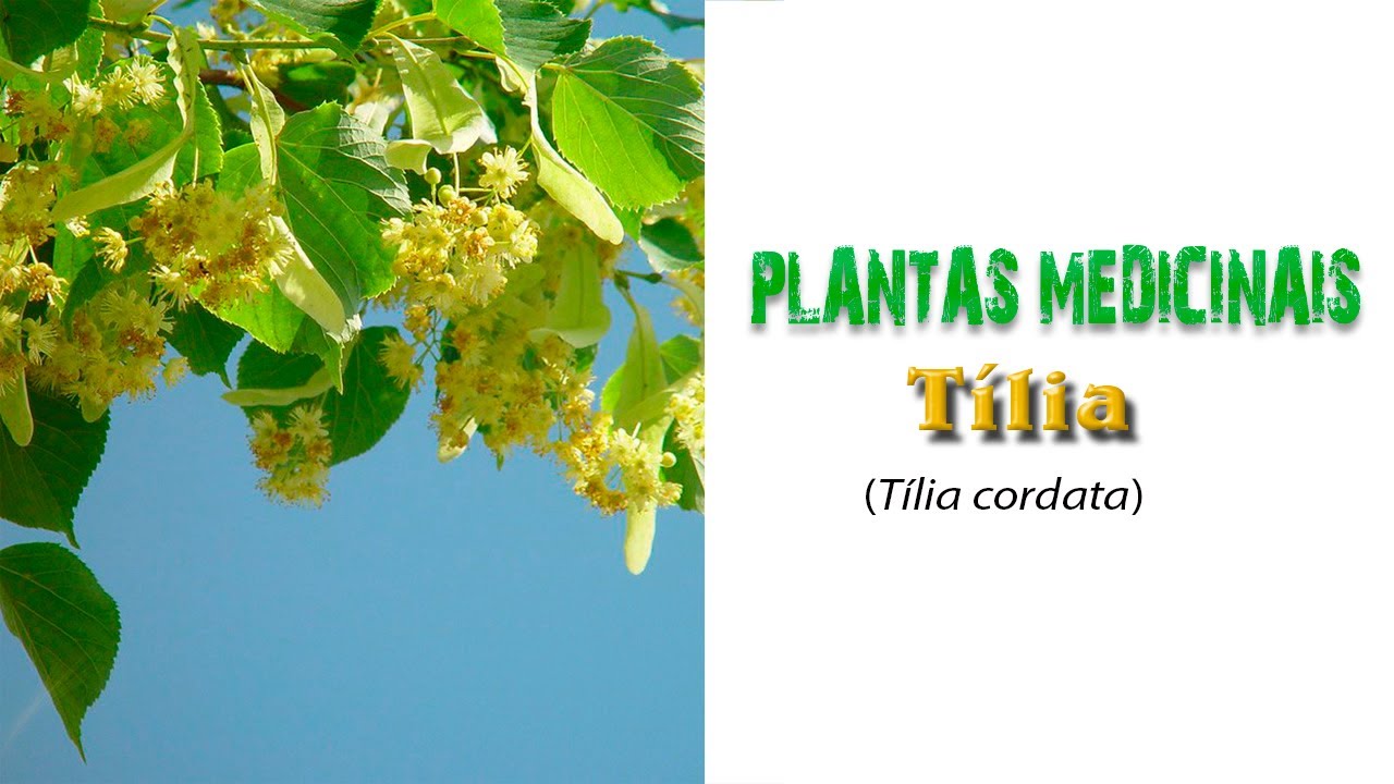 95 - Plantas Medicinais - TÍLIA (Tília cordata) Teja, Tejo, Texa, Tilha ...