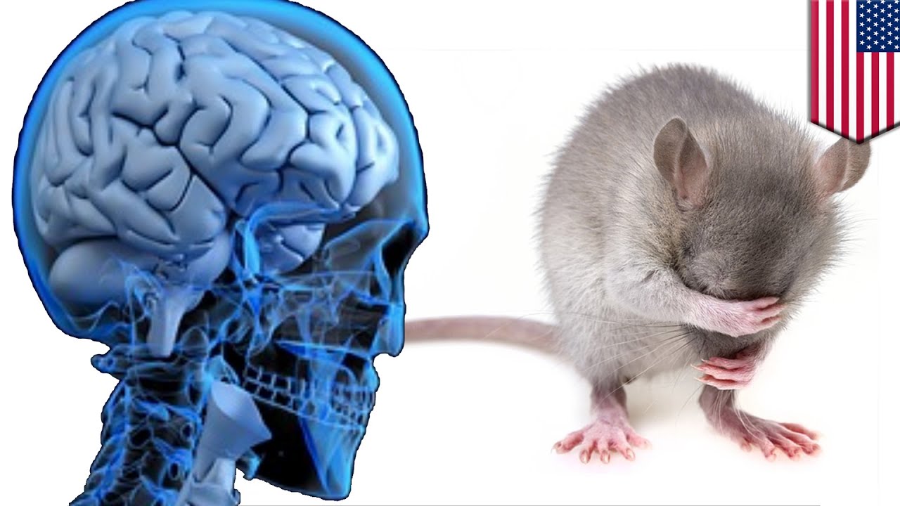 Scientists implant human brain cells in baby mice - TomoNews - YouTube