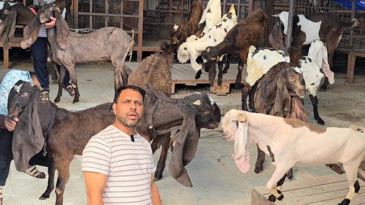 Hassan Goat Farm Quality HYDERABADI GOATS BREEDLINE Male Female ...