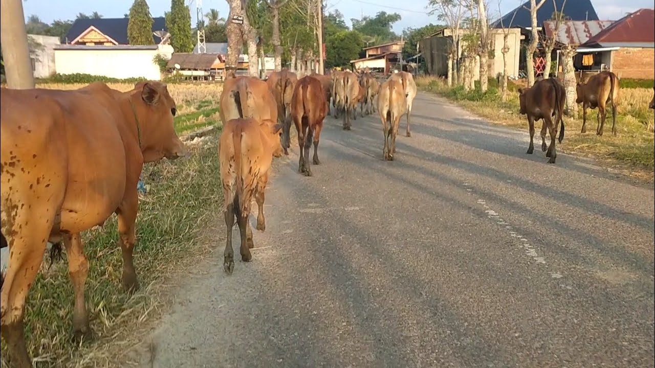 🔴THE CAWS BRING HOME THE CATTLE OUT OF THE SHEPHERD - YouTube