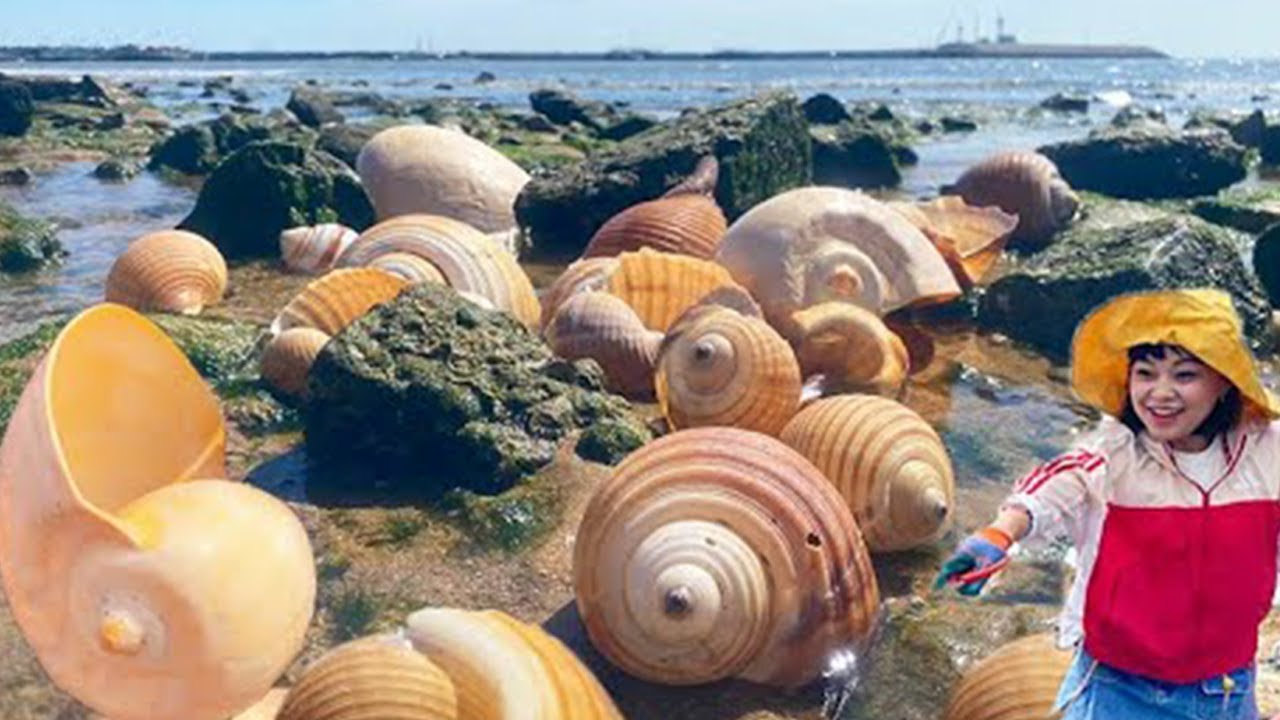 Conch & Conch harvest, a bunch of crabs under the stone - YouTube