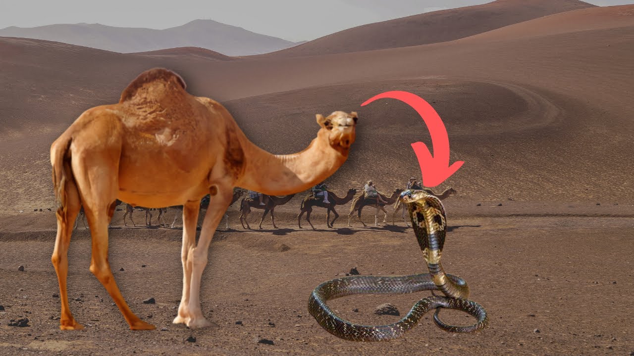 DAAWO NEEF GEEL AH OO MAS CUNAYA - YouTube