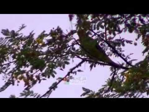 Wilderness Days - Bharatpur