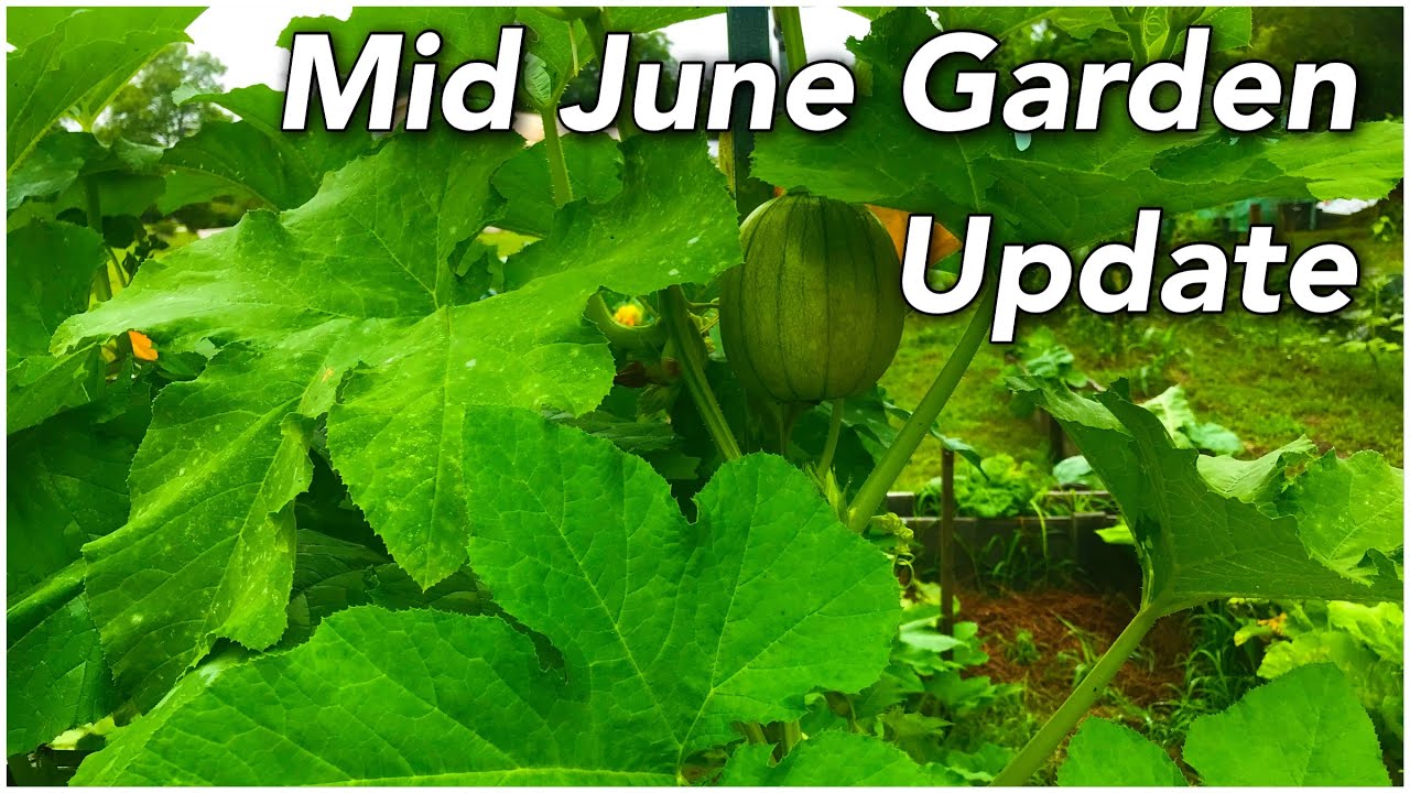 Mid June Garden Update - YouTube