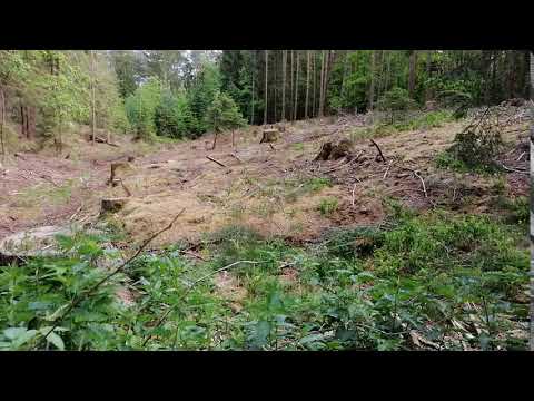 Deforestation (short clip) - YouTube