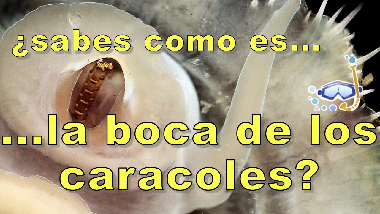 ¿SABES COMO ES LA BOCA DE LOS CARACOLES? - YouTube
