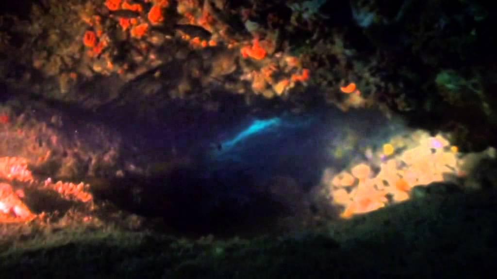 Gato Island Dive, Malapascua - YouTube
