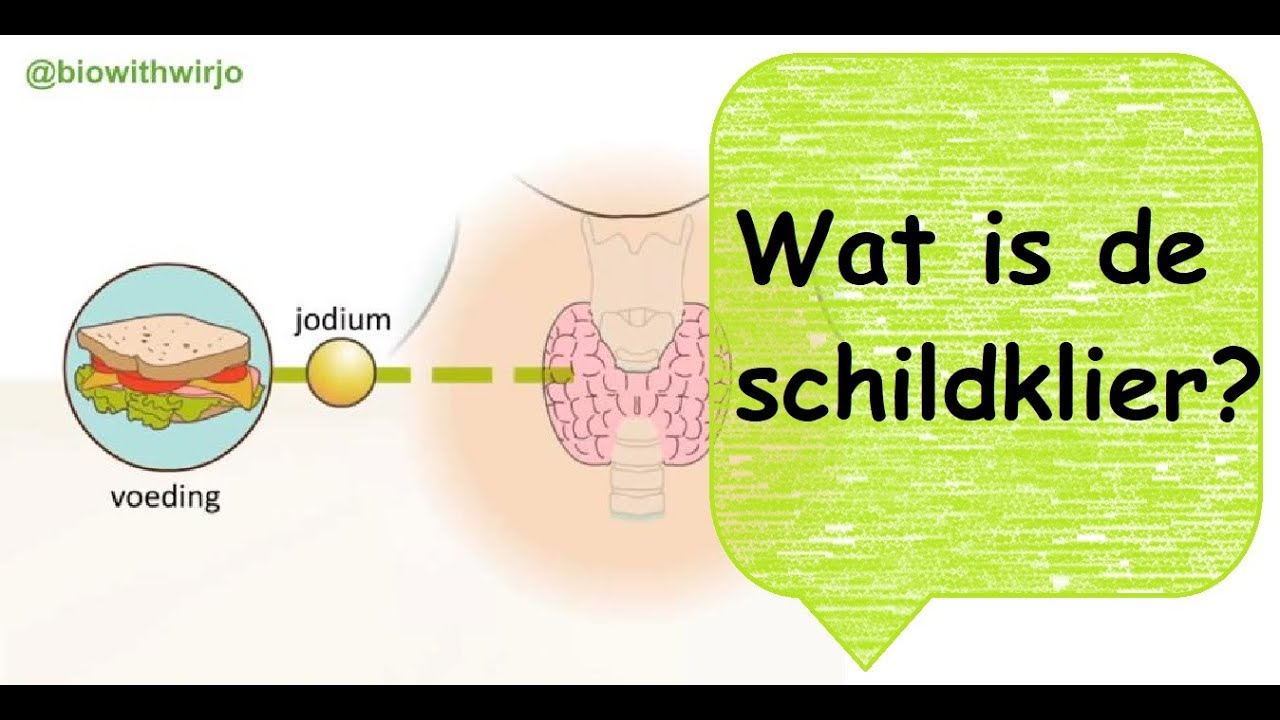 Wat is de schildklier? - YouTube