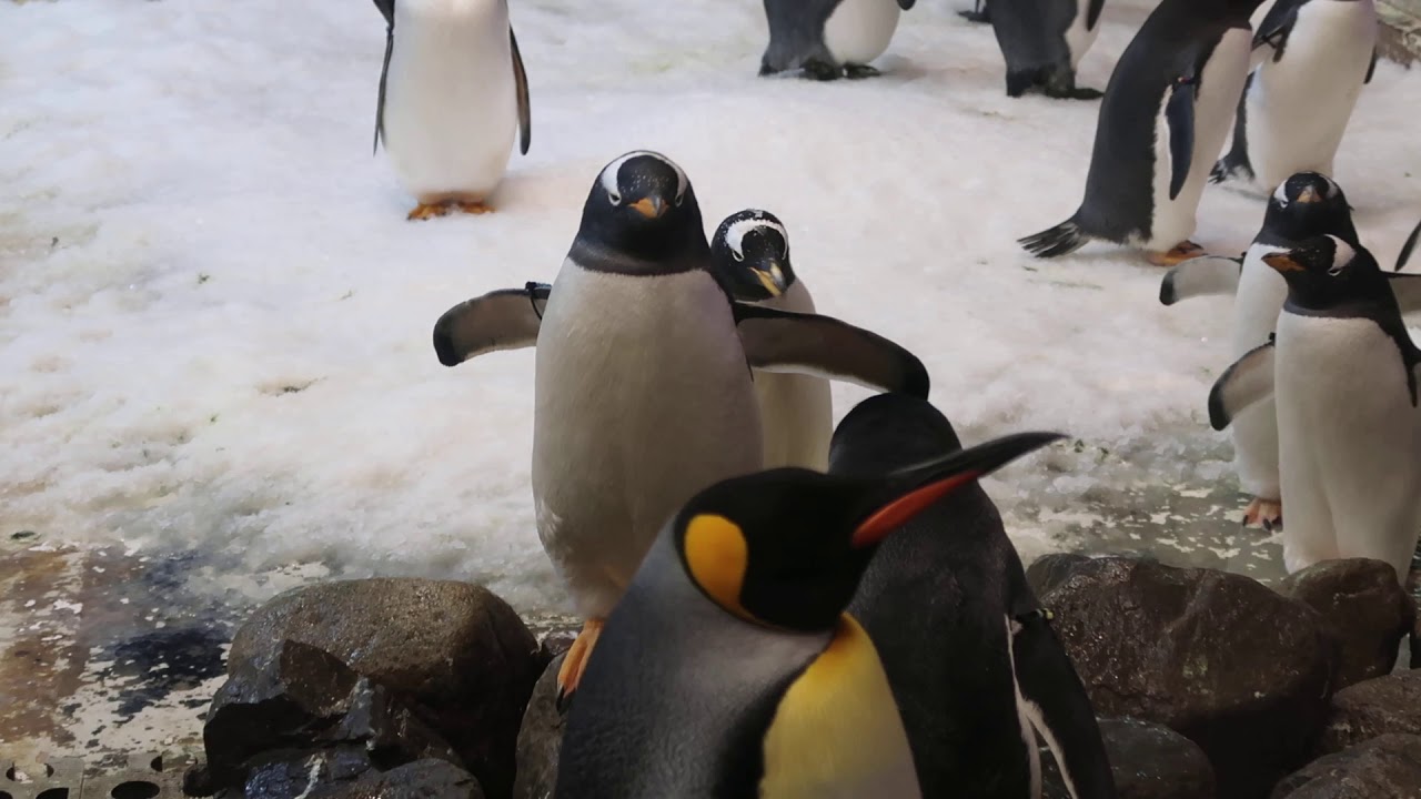 #1-31 March 2021 Gentoo penguin at Adventure world, Japan - YouTube