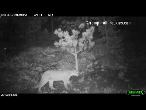 Mother mountain lion & 2 Kittens (6/14/18)