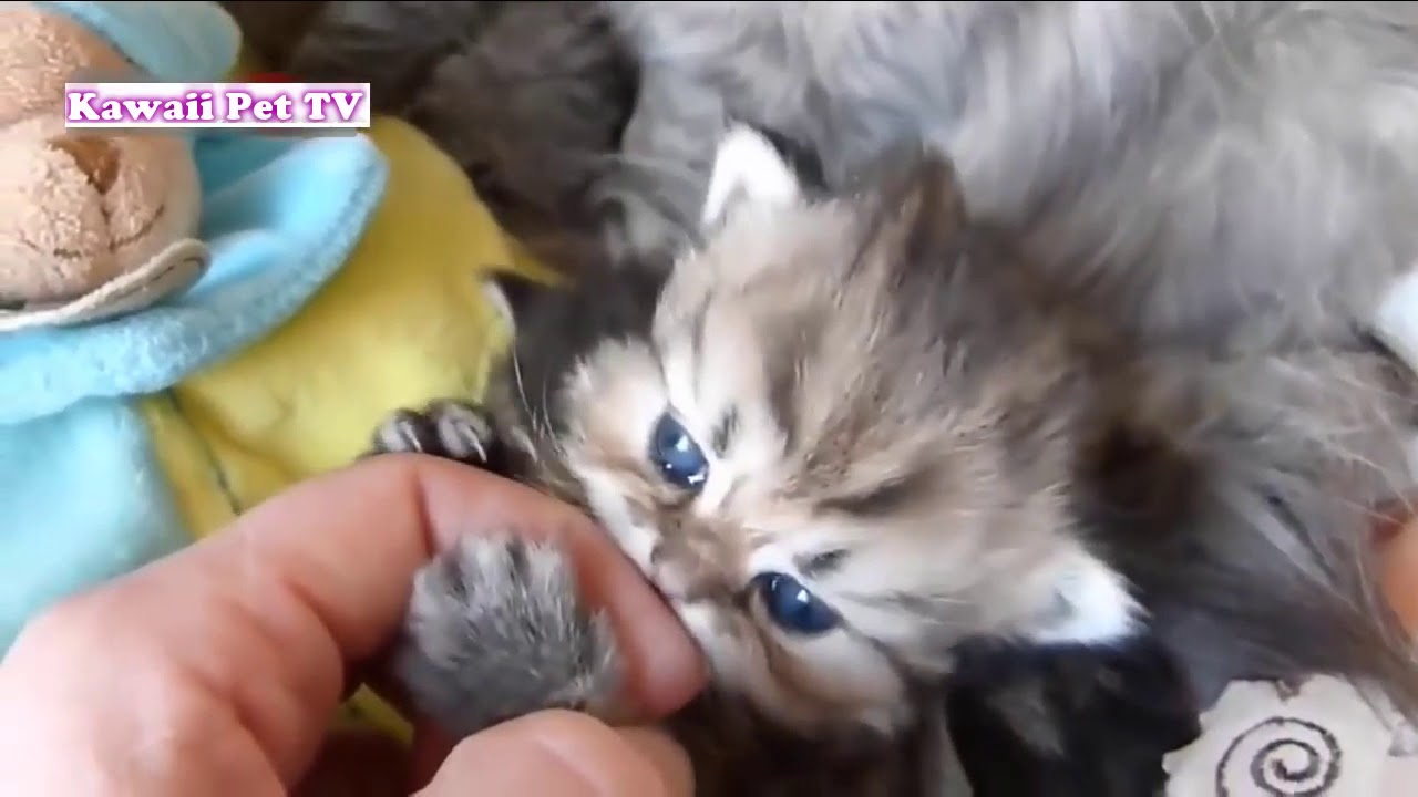 Chat drôle #chat mignon - YouTube