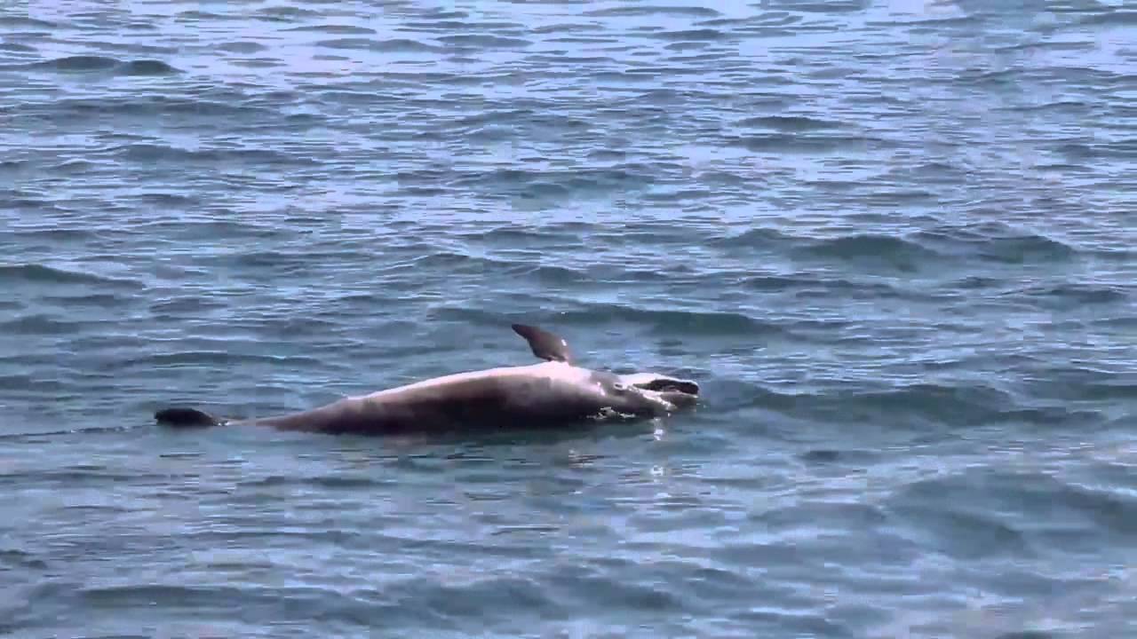 Her baby died, the despair of a mother Dolphin, trying to revive him ...
