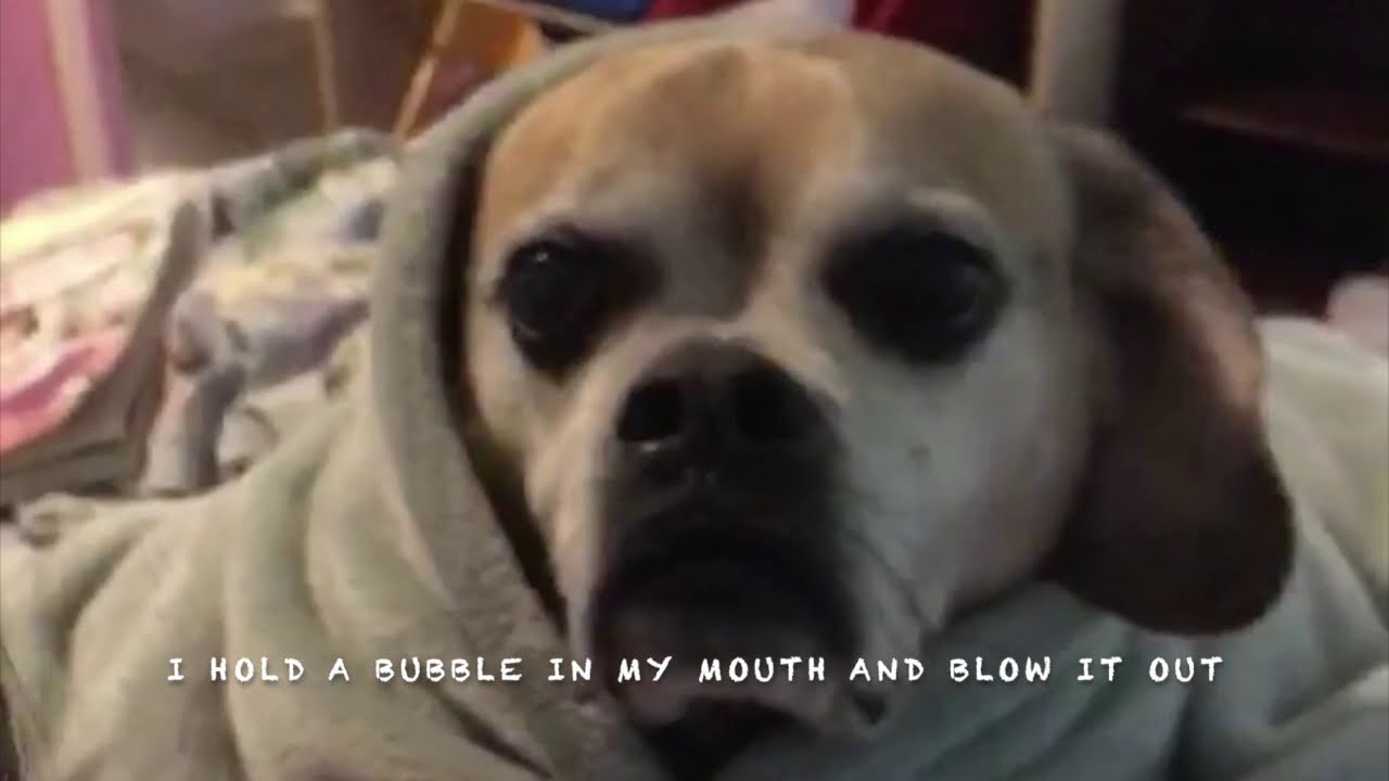 Crusoe The Snuggle Puggle - YouTube
