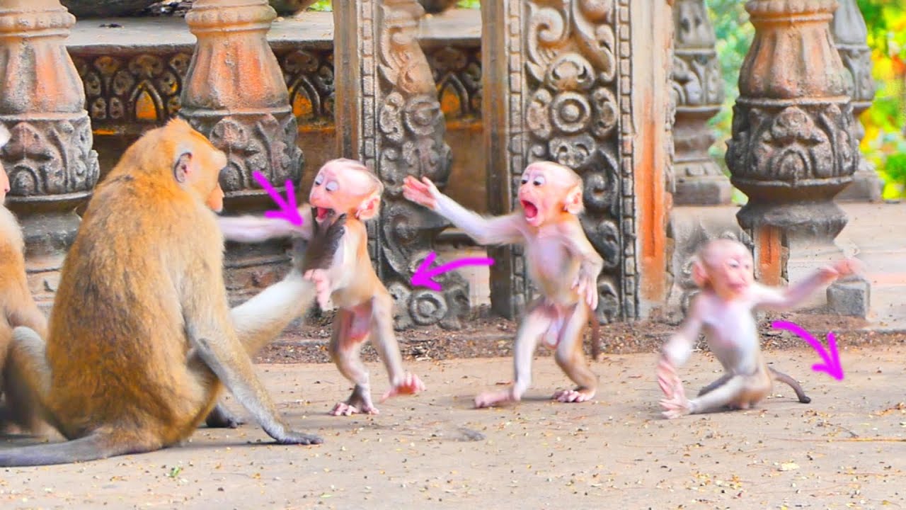 God Help...Why is monkey JANIE do like that with baby monkey MOSLEY ...