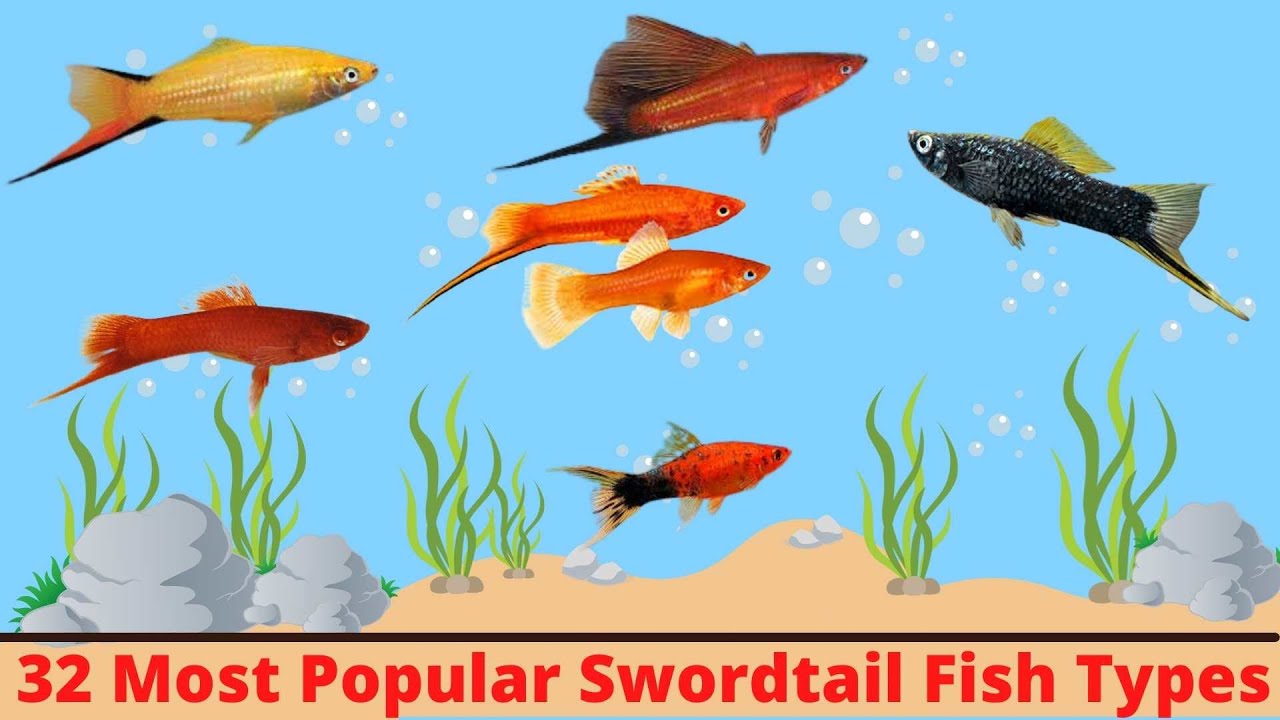 32 Most Popular Swordtail Fish Types - YouTube