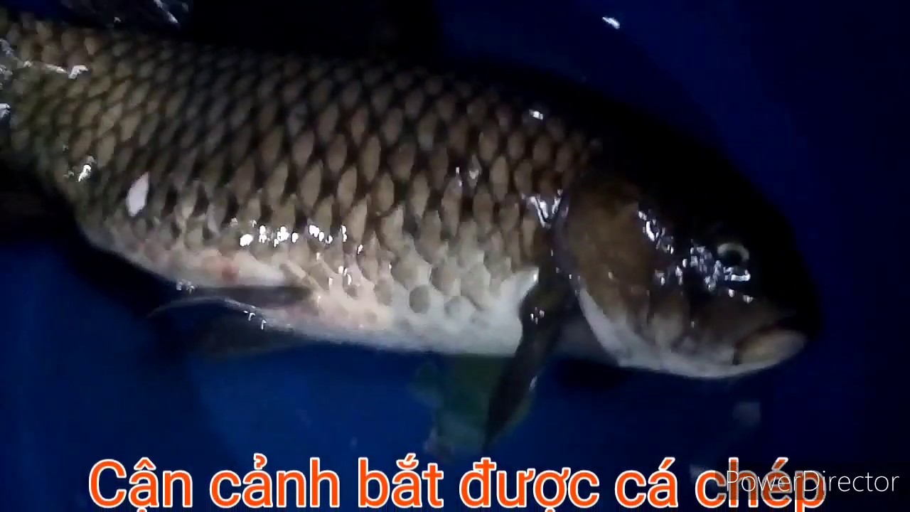 Vietnamese Food - Bắt được cá chép gần 7kg trên hồ thuỷ điện Na Hang ...