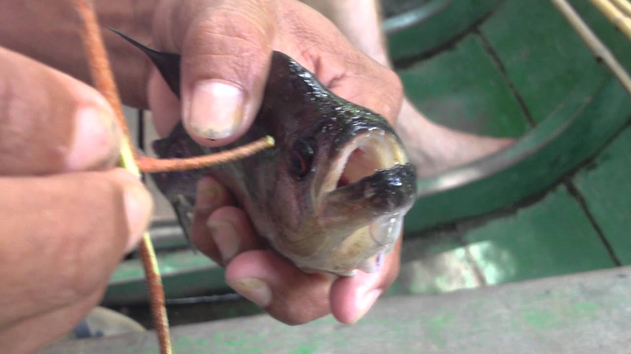 Sharp Teeth Black Piranha Amazon River - YouTube