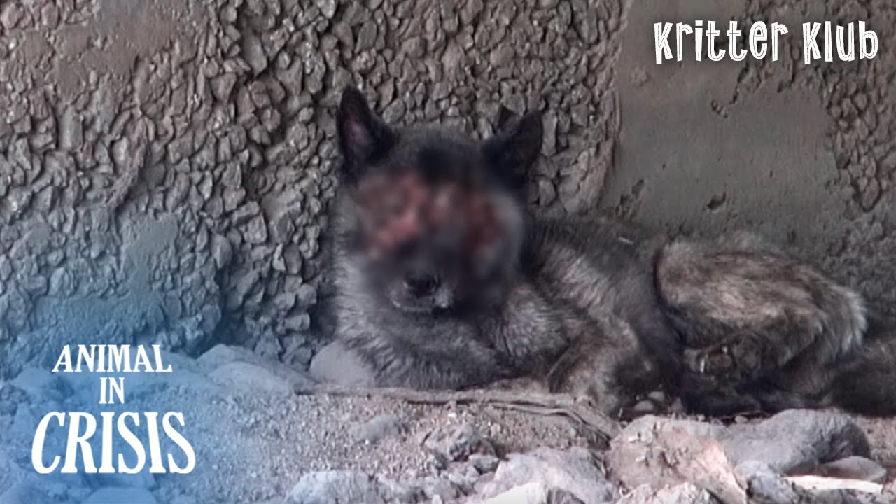 Accident Or Crime? Dog’s Face And Eyes Have Melted l Animal in Crisis ...