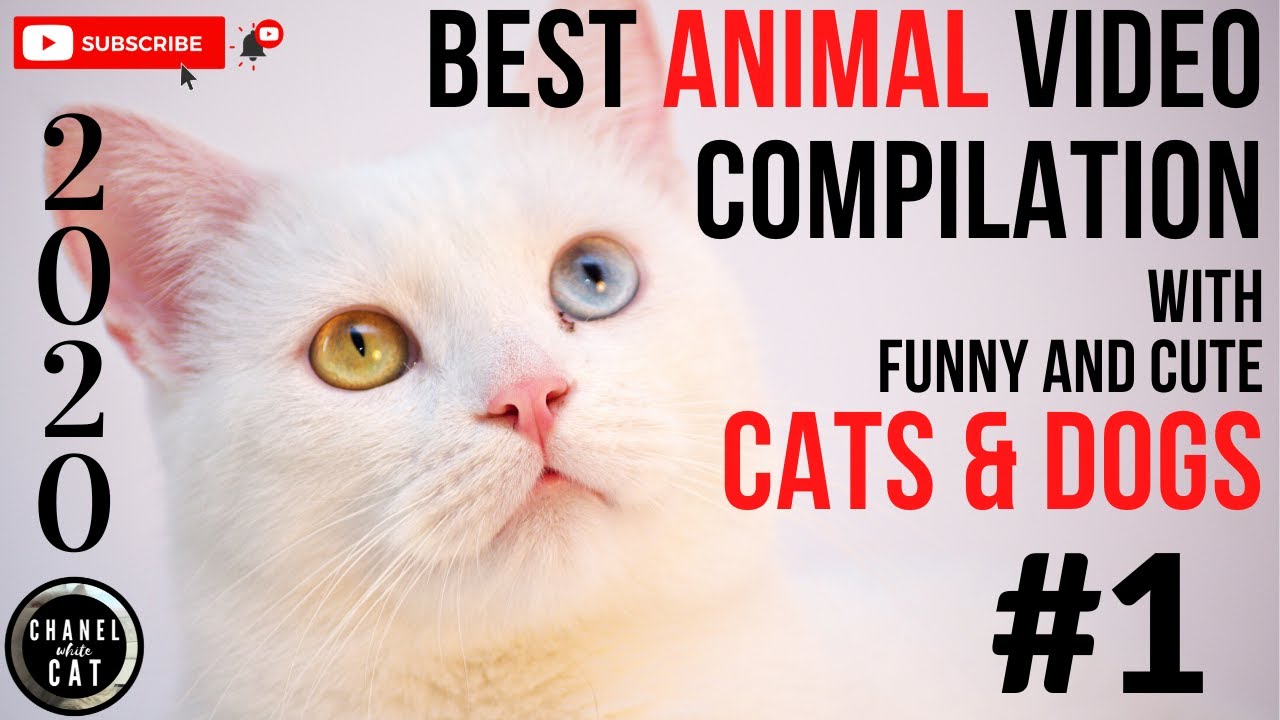 BEST 2020 PETS and ANIMALS - VIDEO COMPILATION with FUNNY and CUTE CATS ...