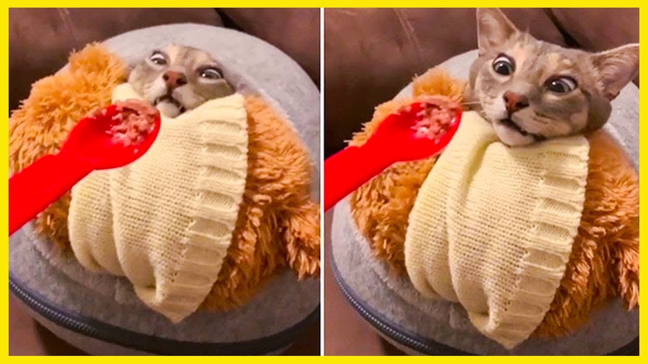 Funny Cats reacting to food - Funny Cats| Funniest Animal Reaction😂 ...