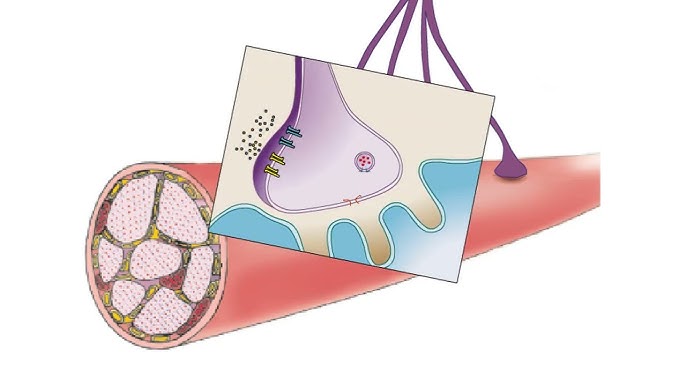 Neurotransmitters Animation Neurotransmitter