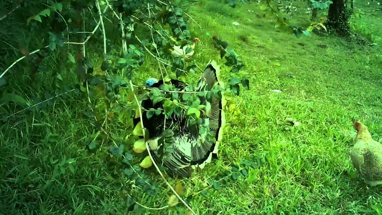 Jungle turkey - YouTube