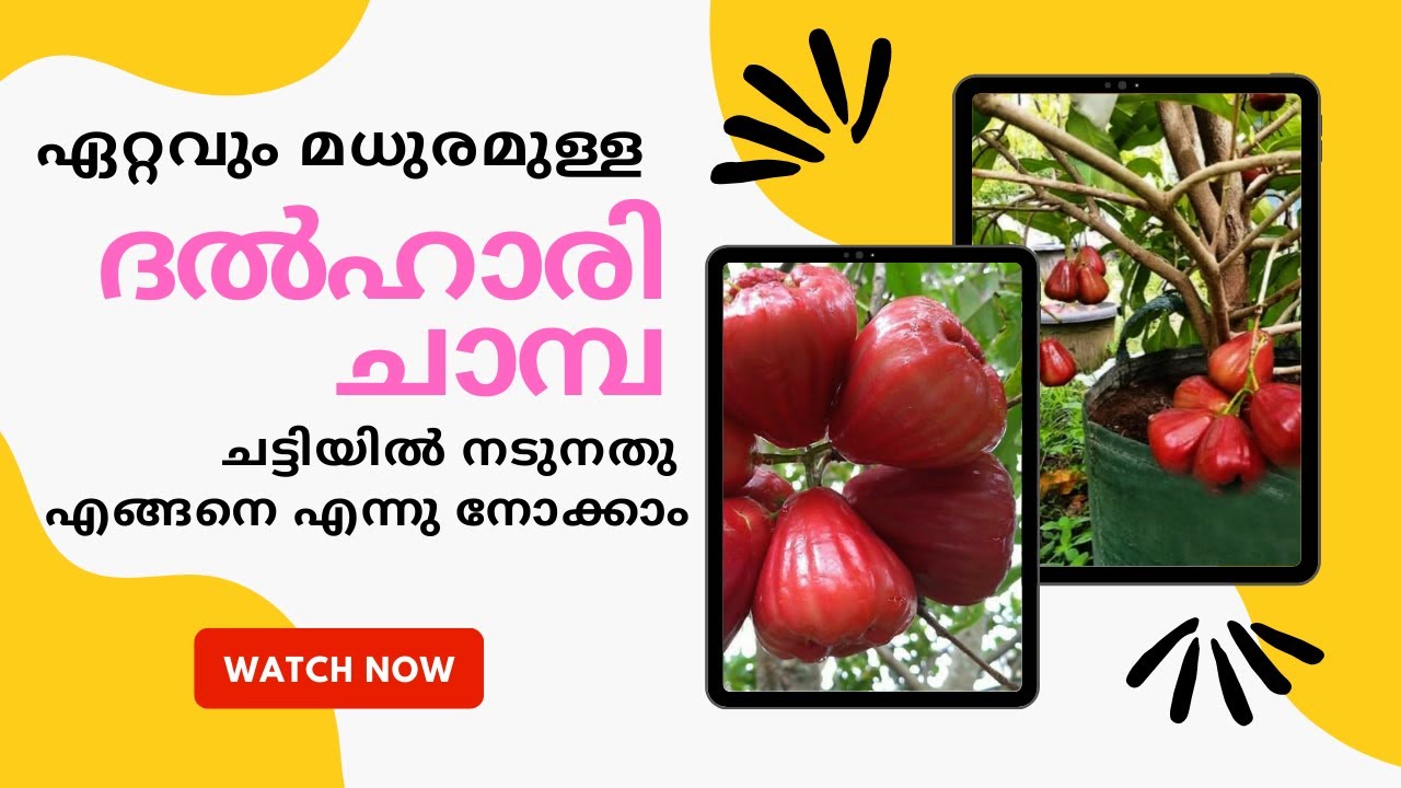 ദൽഹാരി ചാമ്പ ചട്ടിയിൽ നടുനതു എങ്ങനെ എന്നു നോക്കാം | Dalhari Chamba ...