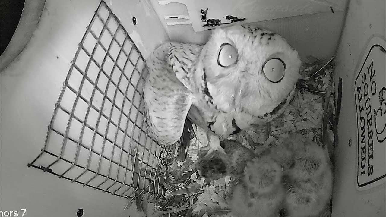 Dad Owl’s First Encounter With His Owlets - YouTube