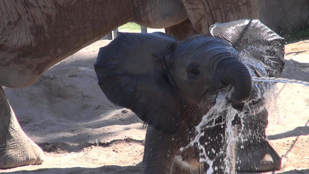 Elephant Baby Shower - YouTube
