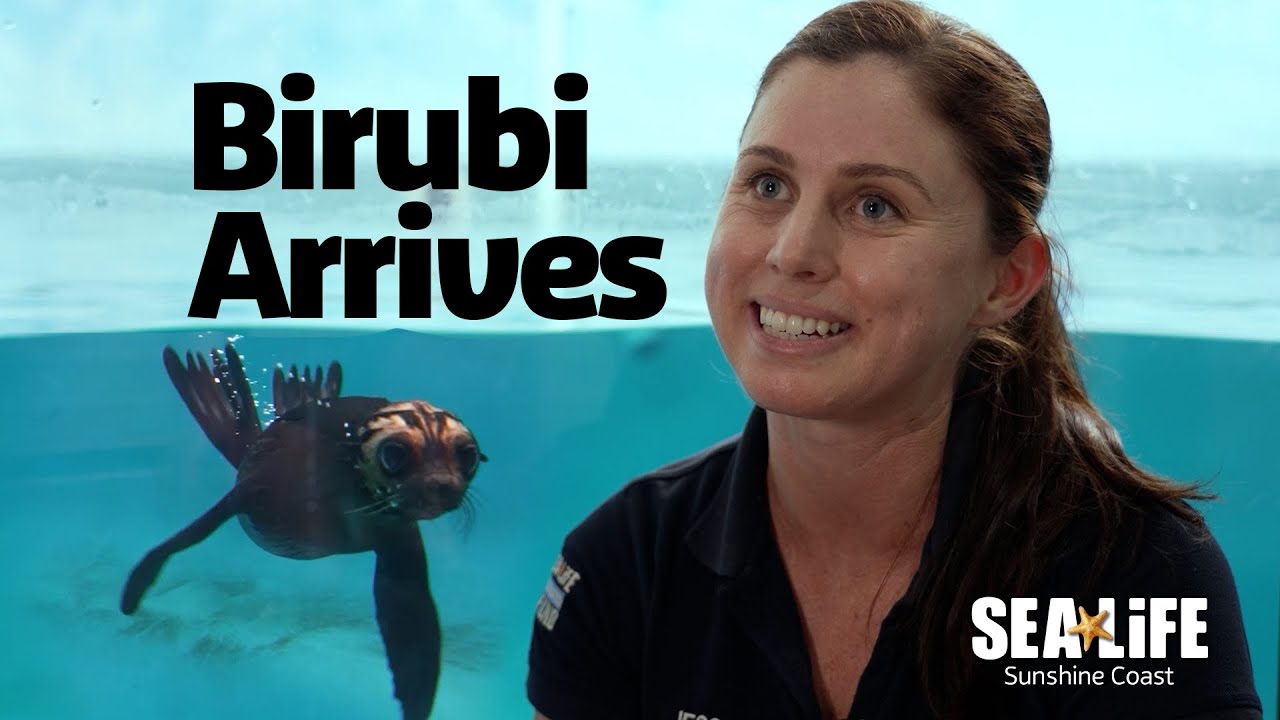 Birubi creates a splash at SEA LIFE Sunshine Coast! - YouTube