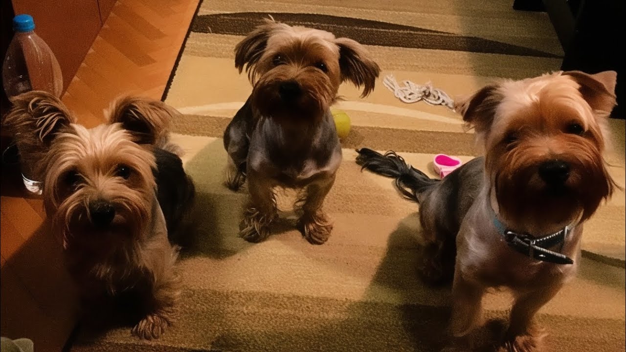 Four Paws Family 🐕 🐾 - YouTube