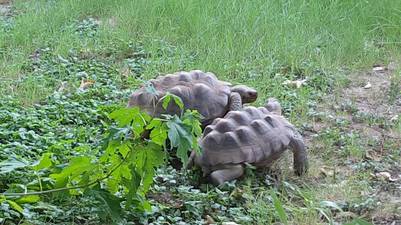 Bobbing Desert Turtle - YouTube