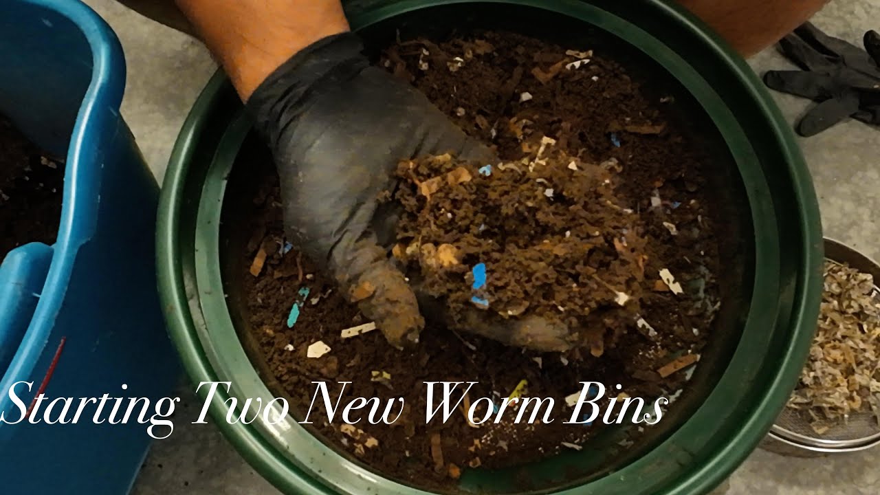 Beginner Worm Farm Setup | Raising Red Worms and Vermicastings - YouTube