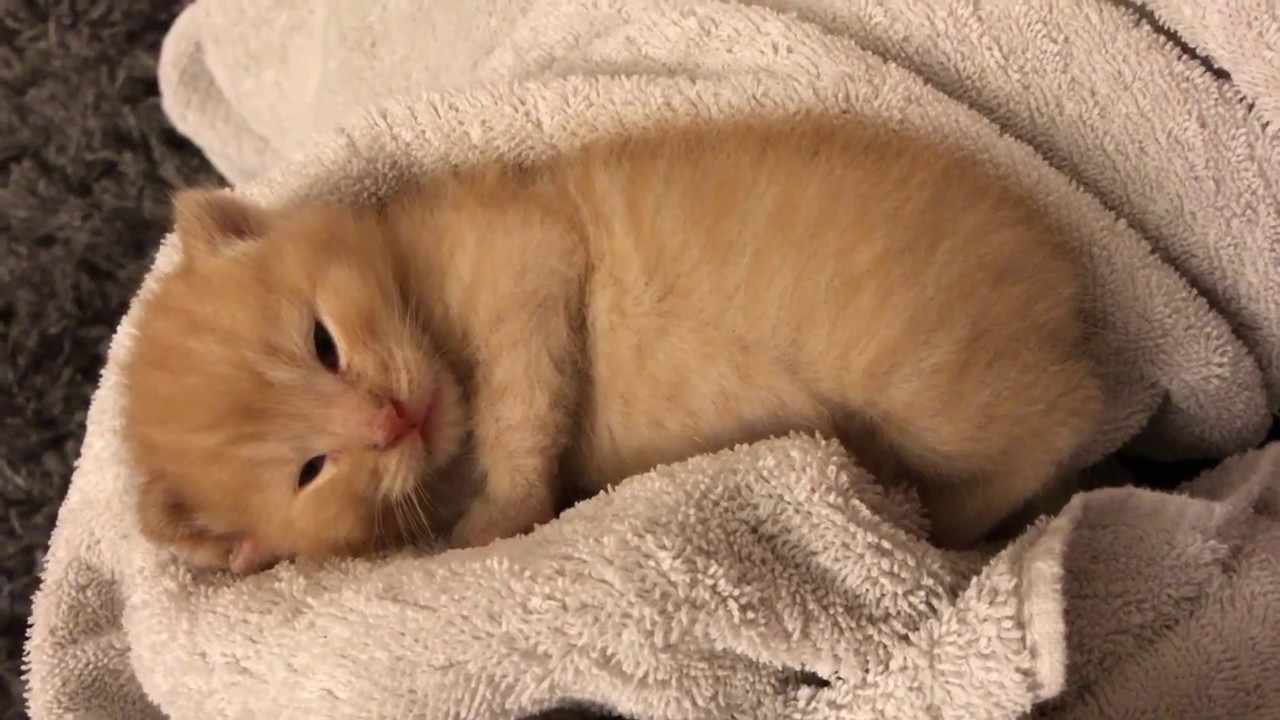 2 Weeks Old very cute Kitten First Bath - YouTube