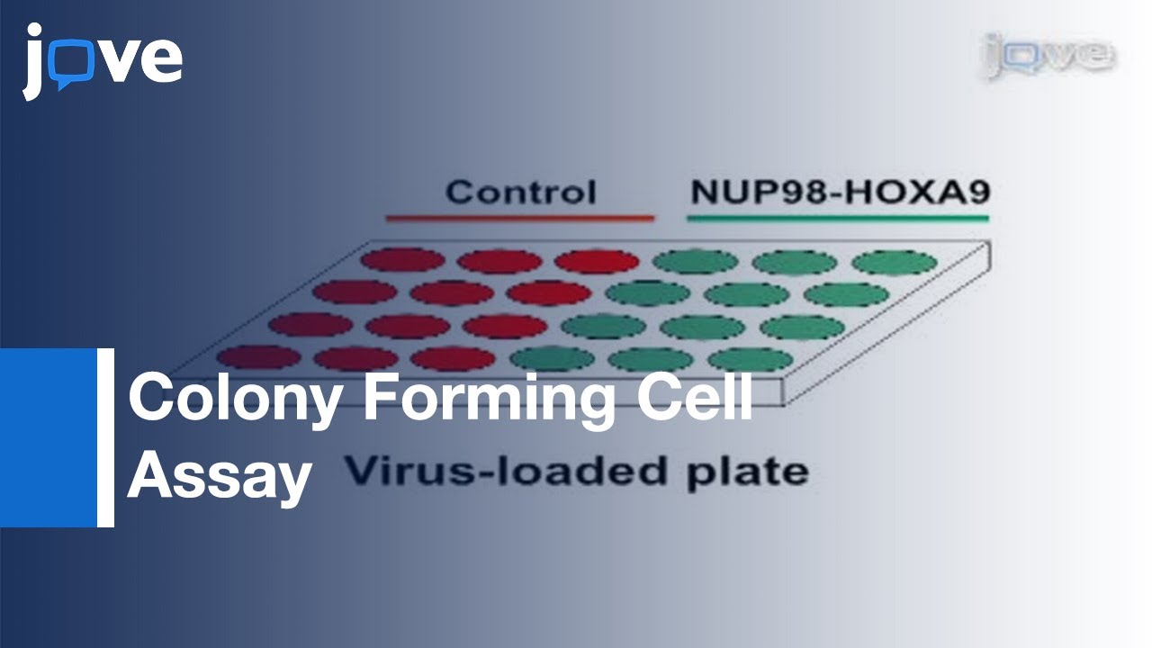 Colony Forming Cell (CFC) Assay For Human Hematopoietic Cells l ...