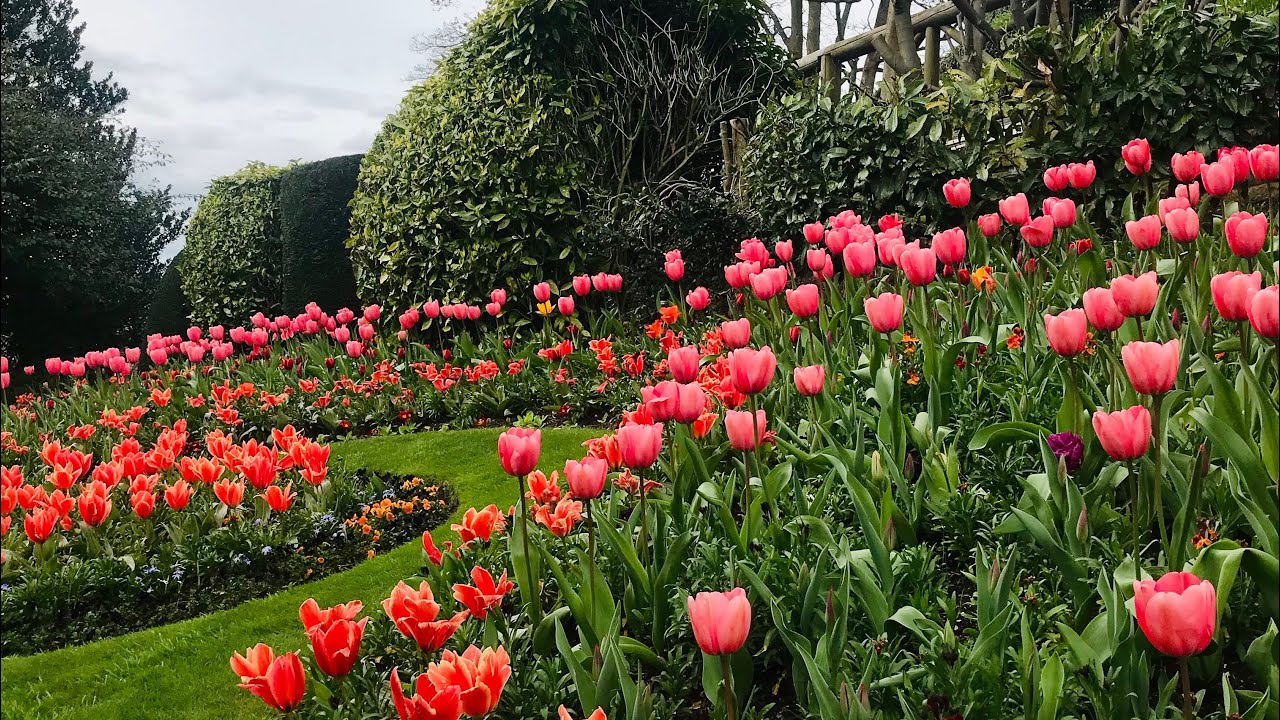 Spring visit to the beautiful flowers in bloom at the Guildford Castle ...
