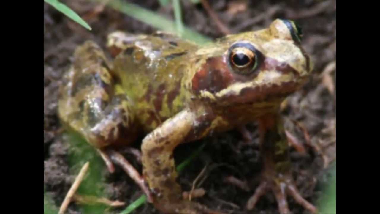Gross Deformities in Frogs - YouTube