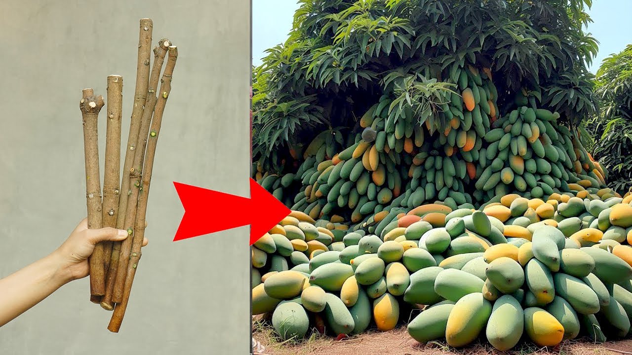Technique of growing mango by branches gives the tree the fastest super ...