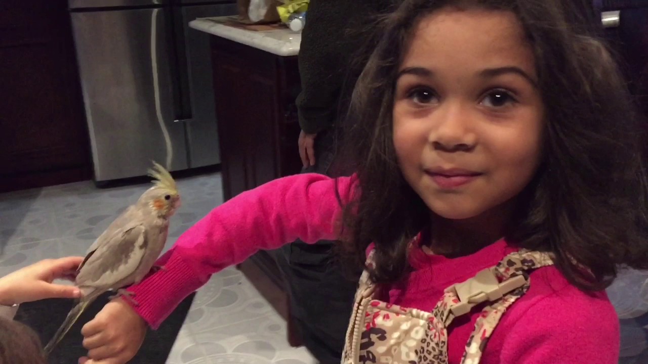 Pet Bird Surprise!!!!Baby Cockatiel!!! - YouTube