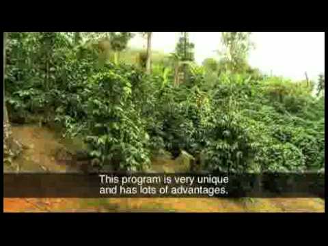 Nespresso AAA Sustainable Quality™ Program, Guatemala - YouTube