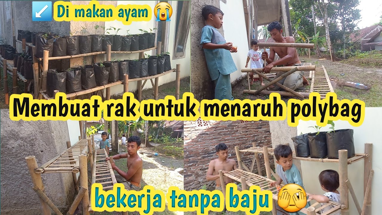 Membuat rak tempat polybag dari bambu untuk tanaman cabe dan terong ️ ...