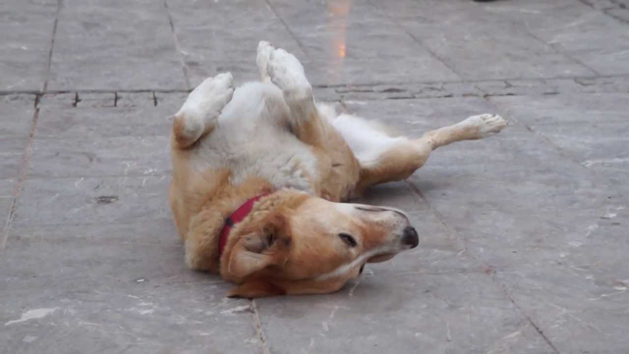 Funny dog lays down with feet up - YouTube