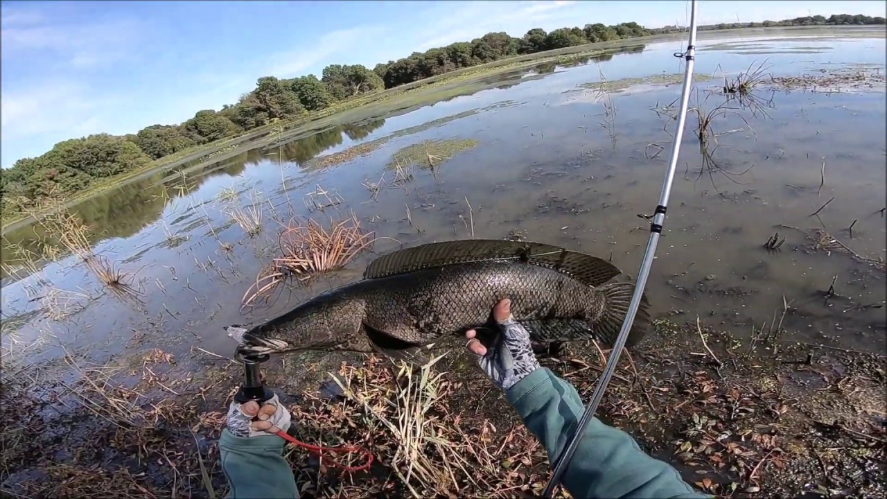 September 2019 Snakehead Fishing in PA 8 - YouTube