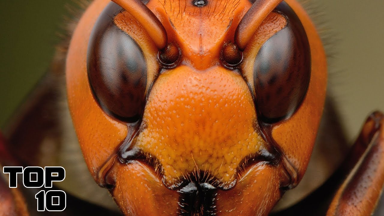Top 10 Scary Murder Hornets Facts You Should Know | Asian Giant Hornet ...