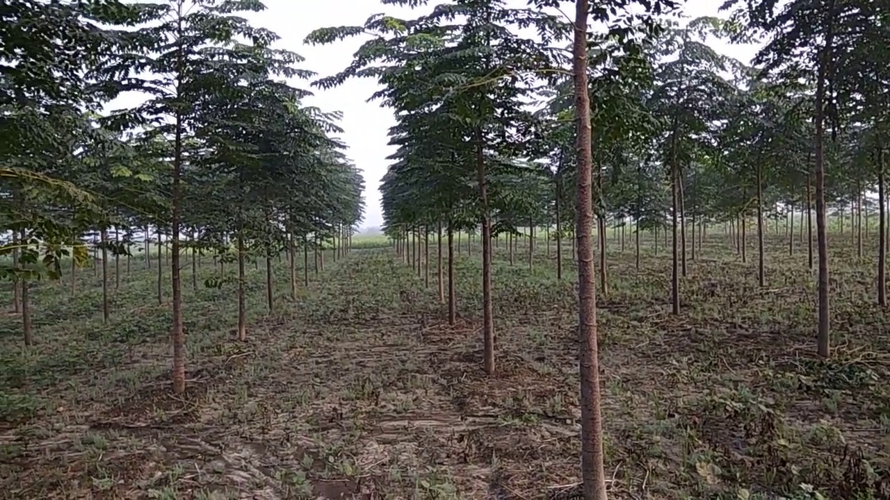 Melia Dubia (Malabar Vepa / Hebbevu / Malai Vembu) 14 months plants ...