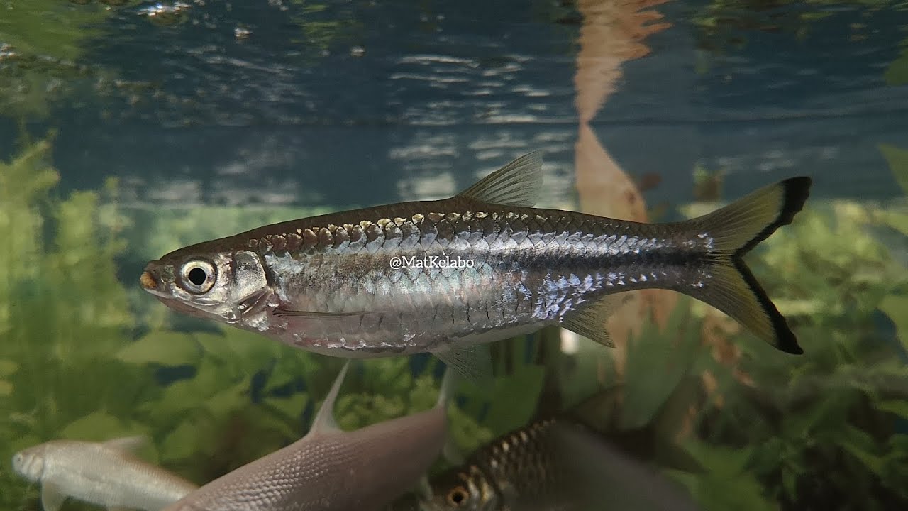 Rasbora dusonensis @ Seluang Dusun (Malaysia) - YouTube
