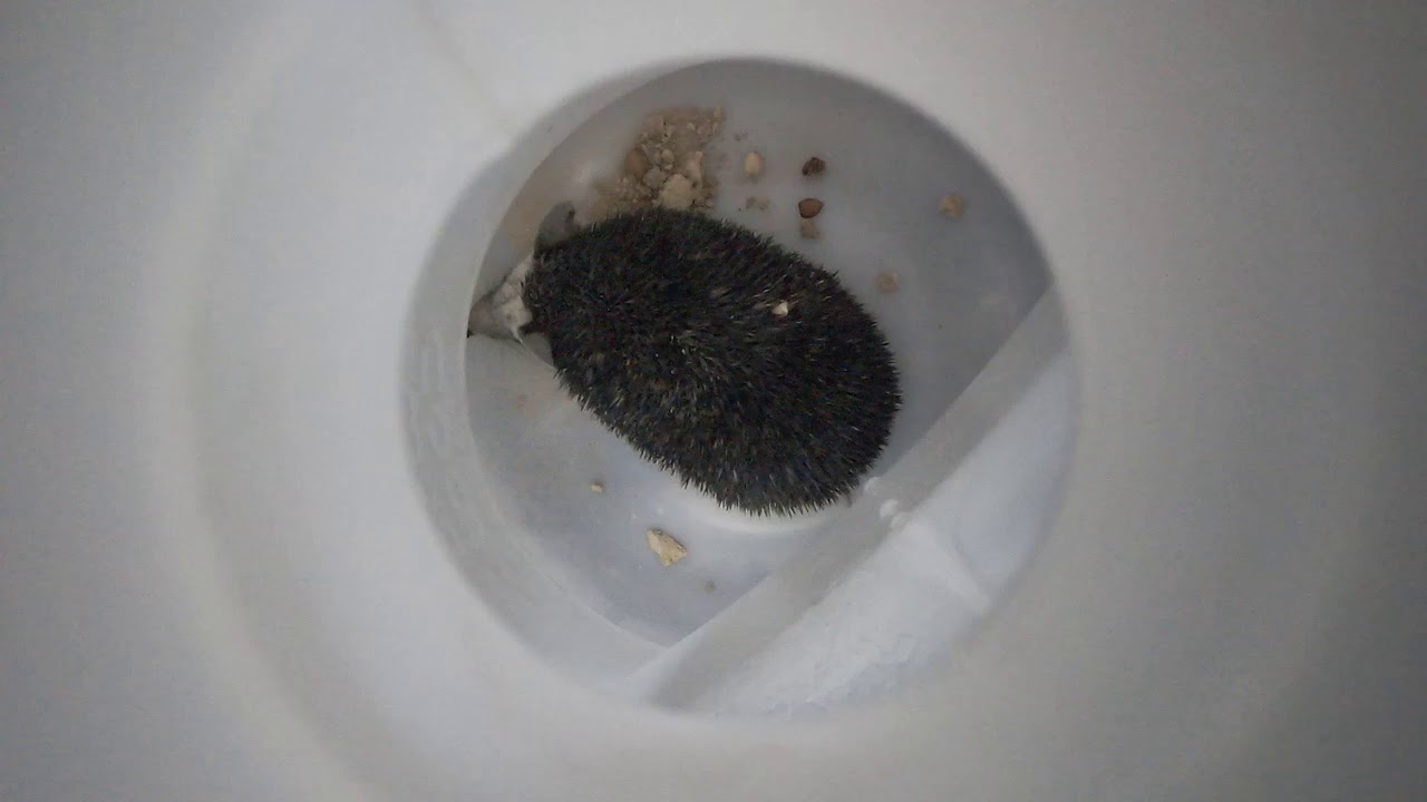 Shahi janwar aapne ne is se pahle kabhi nahi dekha hoga شاہی جانوراس ...