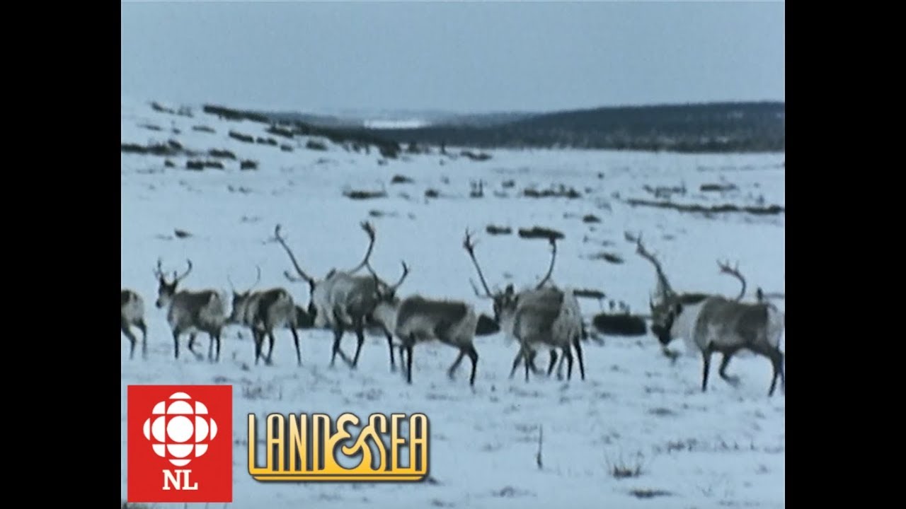Land & Sea: Mushuau Innu learn to hunt caribou in Labrador - YouTube