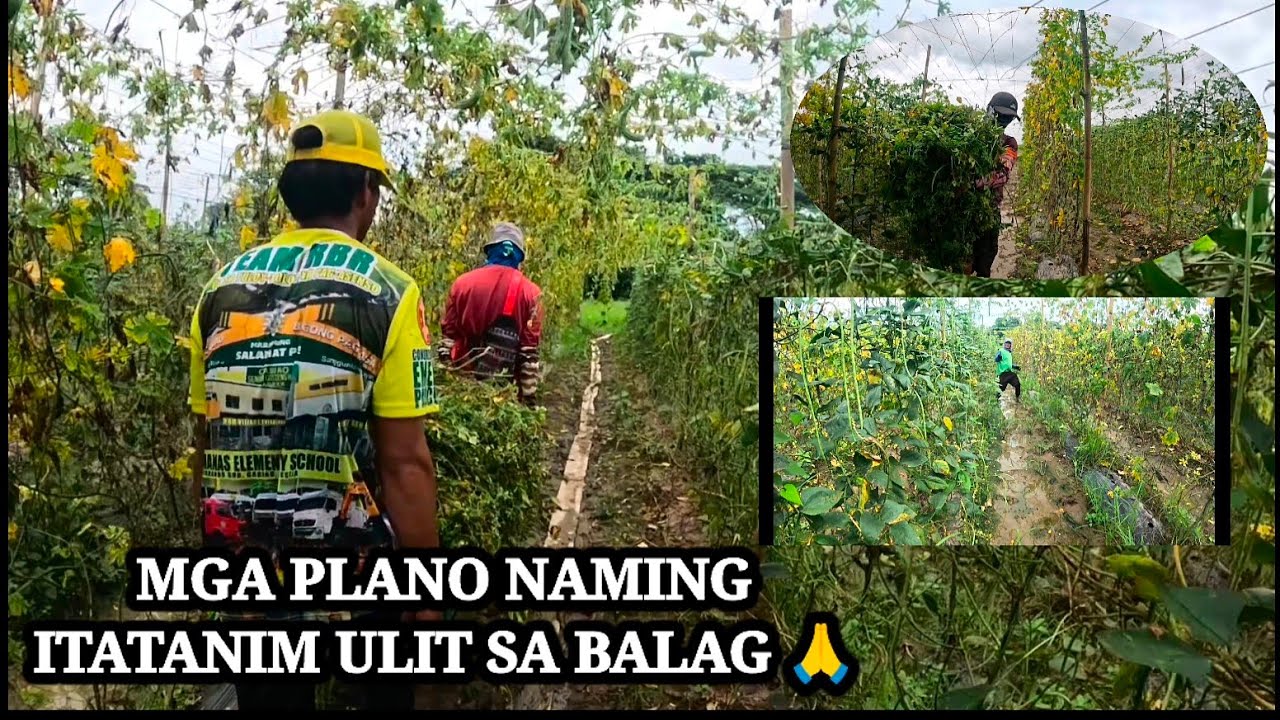 OPERATION BAKLAS BAGING NA ,MGA PLANO NAMING ITATANIM??? - YouTube