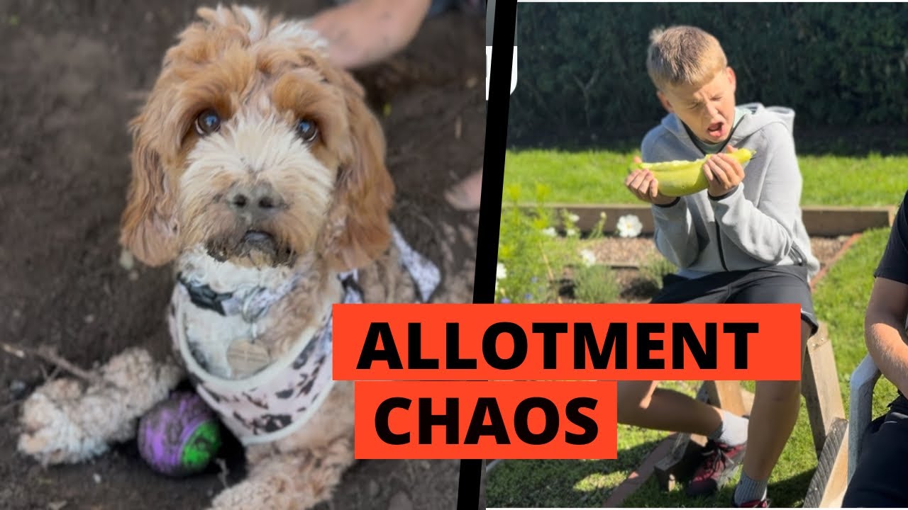 Allotment Chaos | Teenager, Mud Baths & Tortoise Treats! - YouTube